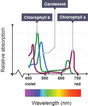 Fotosynthese Diagram