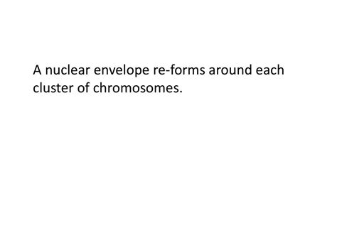 Nuclear Envelope Re Forms Around The Chromosomes At Archer Ruth Blog