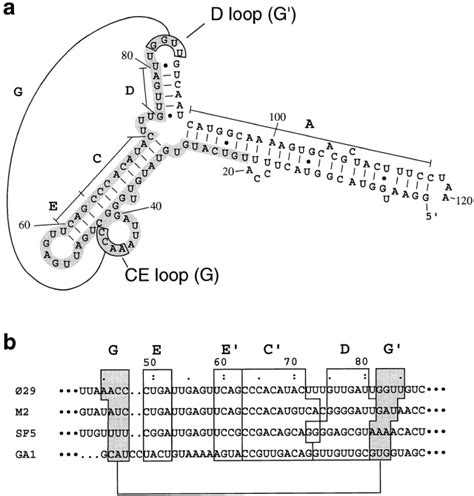 Function Of Hexameric Rna In Packaging Of Bacteriophage φ29 Dna In Vitro Molecular Cell