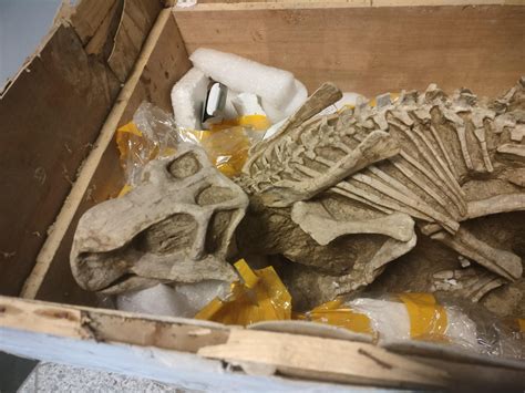 Help Identifying R Fossilid