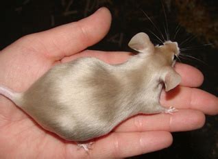 BREEDING The National Mouse Club