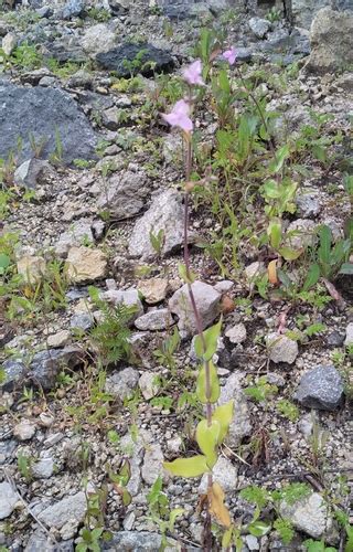 Biodiversidad De Guatemala Perfil De Ocurrencia