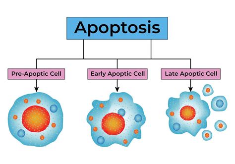 Apoptosis Detection Vector Art Icons And Graphics For Free Download