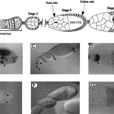 In Situ Hybridization To Whole Mount Embryos And Ovaries To Visualize Download Scientific