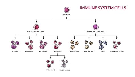Cellules Du Système Immunitaire Adaptatif Cellules Humaines Avec Des
