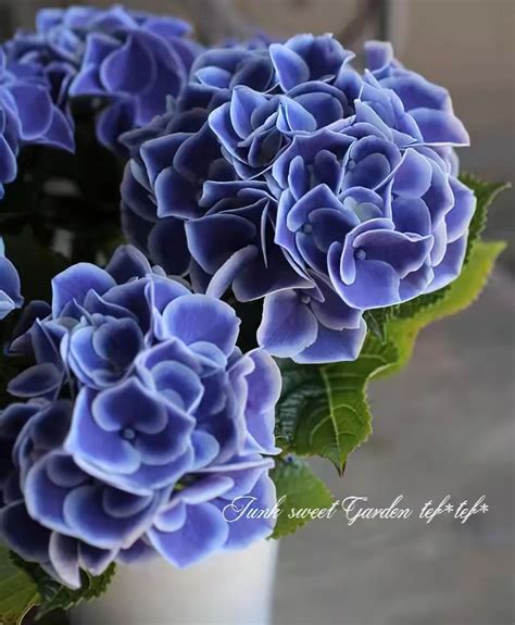 Dreamy And Gorgeous These 7 Multi Colored Hydrangea Will Make Your