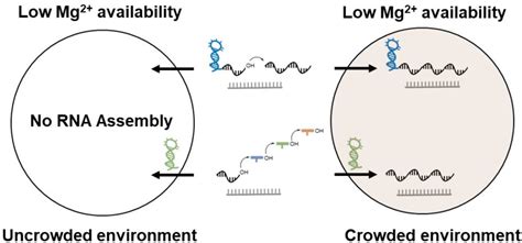 Molecular Crowding Facilitates Ribozyme Catalyzed Rna Assembly Biorxiv