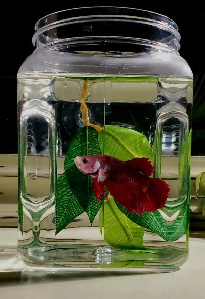 Betta Every Day Im Not Trash Im Compostjust So Peo Tumbex