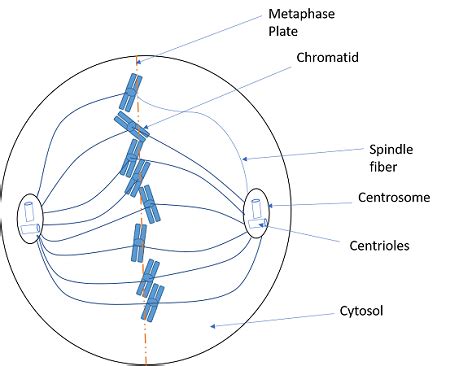 Draw A Cell In Metaphase If The Diploid Number Of The Organism Is 8