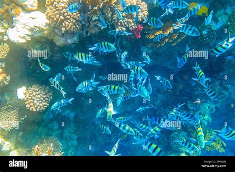Indo Pacific Sergeant Abudefduf Vaigiensis Also Known As The