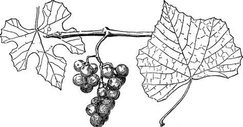 Vitis Candicans Vintage Illustration 35471875 Vector Art At Vecteezy