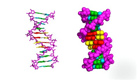 The Structure Of Dna By Ron Vale