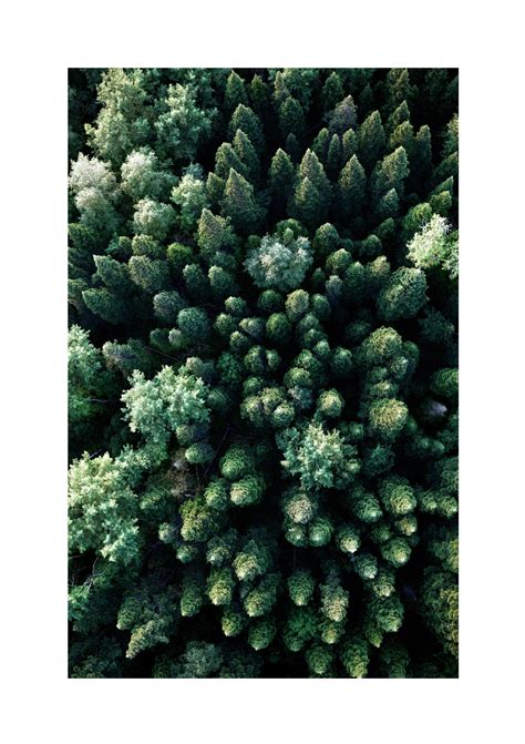Dense Forest Poster Lush Green Forest Aerial Art Poster Store Canada
