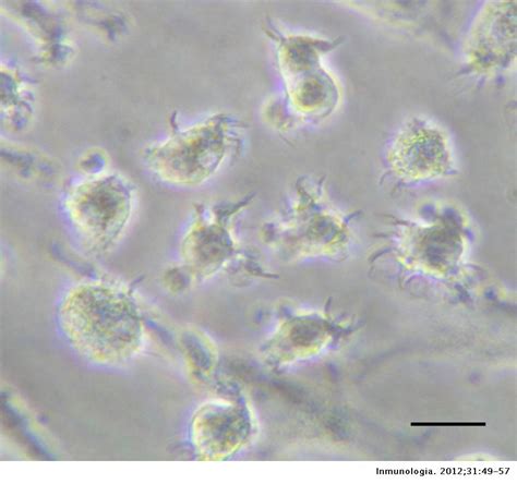 Dendritic Cells Nearly 40 Years Later Inmunología