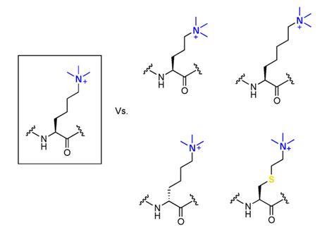 Trimethyllysine From Carnitine Biosynthesis To Epigenetics Pmc