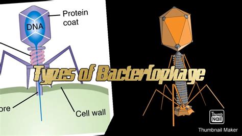 Types Of Bacteriophage Lytic Cycle Lysogenic Cycle Virulent Bacteria