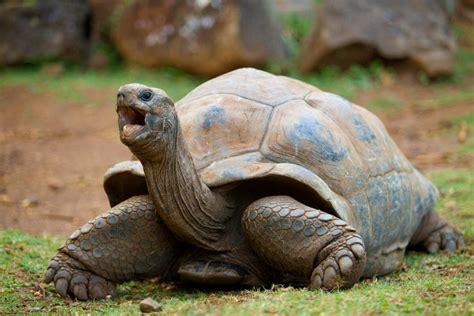 Unique And Interesting Species Of Tortoise Cool Wood Wildlife Park