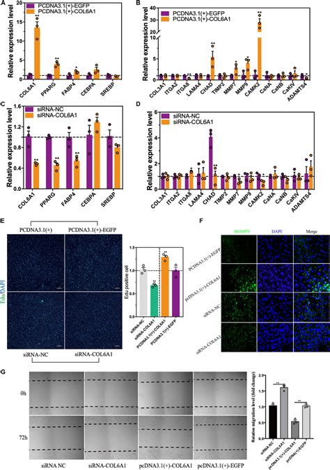 | Schema of the epigenetic regulatory mechanism of DNA methylation ...