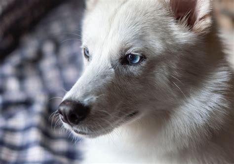 Free Images Adorable Animal Blue Eyes Breed Canine Close Up