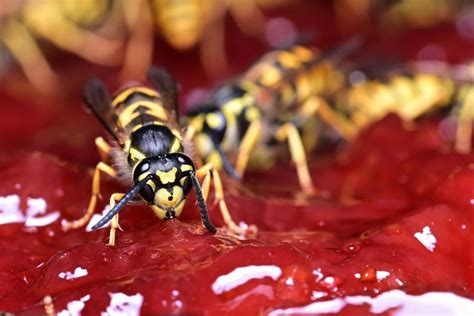 Effective Wasp Traps A Comprehensive Guide To Catching Wasps