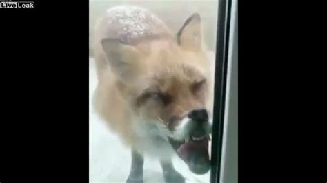 Rabid Fox Youtube