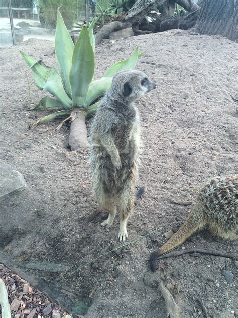 Img 0818 Stuart Gillibrand Flickr