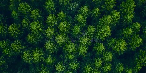 Generative Ai Aerial View Of Dense Green Forest Canopy In Lush Natural