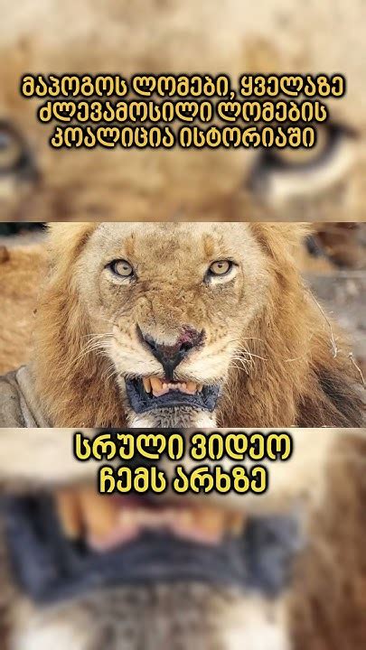 მაპოგოს ლომები ყველაზე ძლევამოსილი ლომების კოალიცია ისტორიაში Youtube