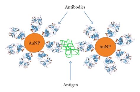 Summary Of Nanoparticles Assay Approaches A Direct Single Download Scientific Diagram