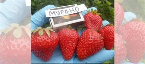 Ремонтантная клубника Мурано купить в Перми | Товары для дома и дачи ...