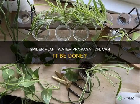 Spider Plant Water Propagation Can It Be Done Shuncy