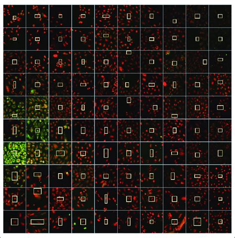Visualization Of The Self Organizing Map Som By Representative