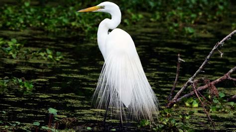 Download Great Egret In Marshland Habitat  Wallpaper