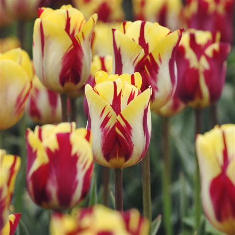 Tulip Helmar Premier Seeds Direct
