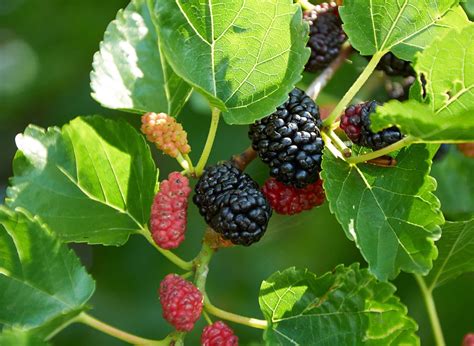 How To Grow A Mulberry Tree In Florida Garden Florida