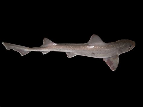 Dumb Gulper Shark
