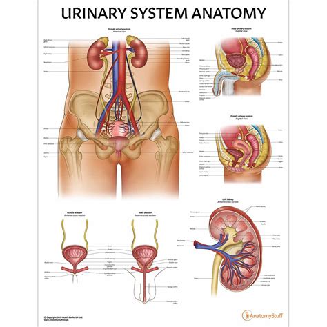 Urinary System Anatomy Urinary System Diseases And Disorders Overview