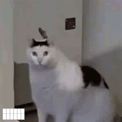 Huh Cat Meme Mr Fat 