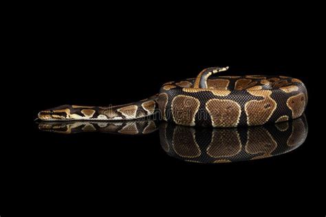 Boule Ou Serpent Royal De Python Sur Le Fond Noir Disolement Photo Stock Image Du Central