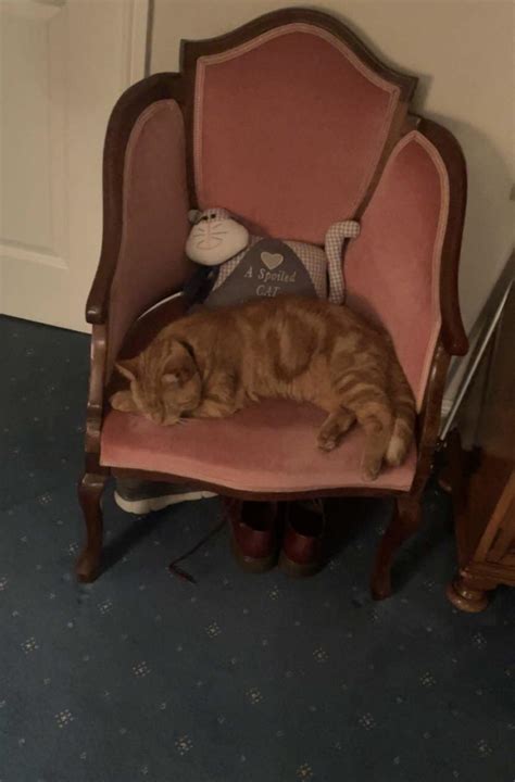 My Nans Cat Died A Few Years Ago But She Kept Her Favourite Pillow