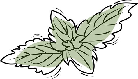 Illustration Of A Mint Leaf 13529242 Vector Art At Vecteezy