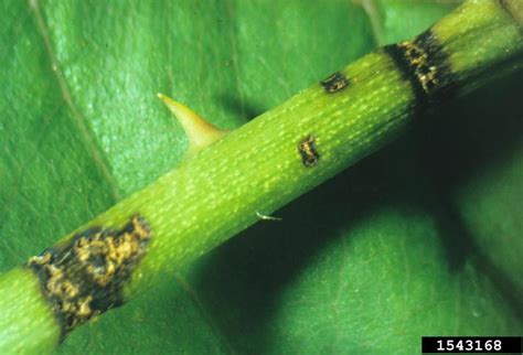 Raspberry Borers Got Pests Board Of Pesticides Control Maine Dacf