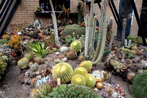 Nederlandse Rotsplanten Verenigingrotstuin In Cactus Kas Img6664