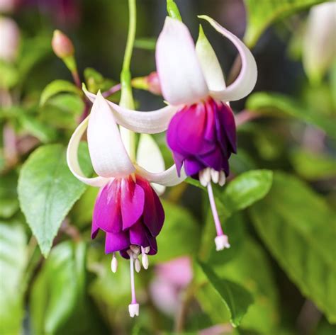 Types Of Fuchsia Flowers Learn About Upright And Trailing Fuchsia