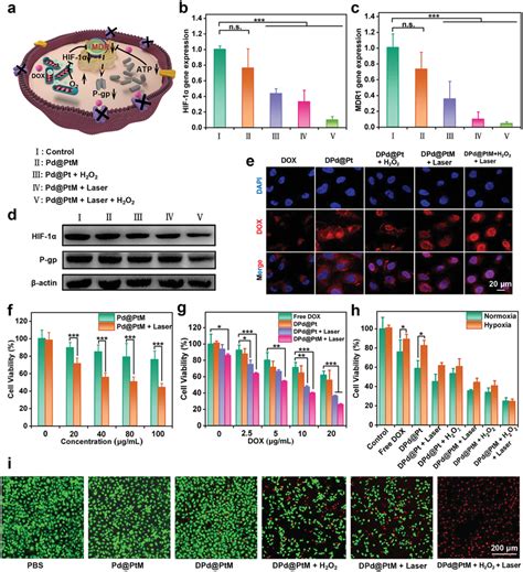 A The Scheme Shows That Increased Intracellular Oxygen Level And