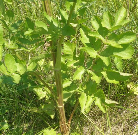 Wild Parsnip Minnesota Department Of Agriculture Wild Parsnip Minnesota Department Of Agriculture