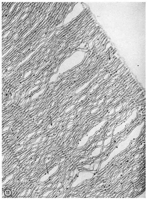 Portion Of A Rod Outer Segment Isolated In 150 Mm Nacl And Fixed With