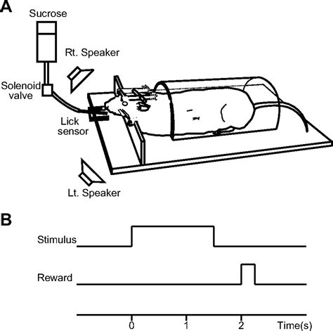 Reward Prediction Error Coding In Dorsal Striatal Neurons Journal Of Neuroscience