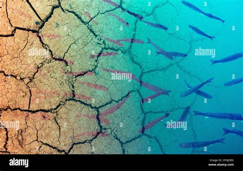 Fish Swimming In Sea With Cracked Earth Background Drought Global
