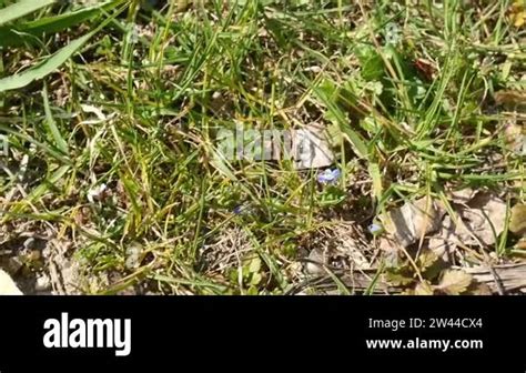 Bugs In Grass Stock Videos And Footage Hd And 4k Video Clips Alamy